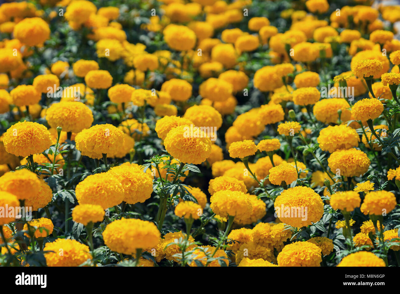 Yellow marigold flower in garden Stock Photo - Alamy