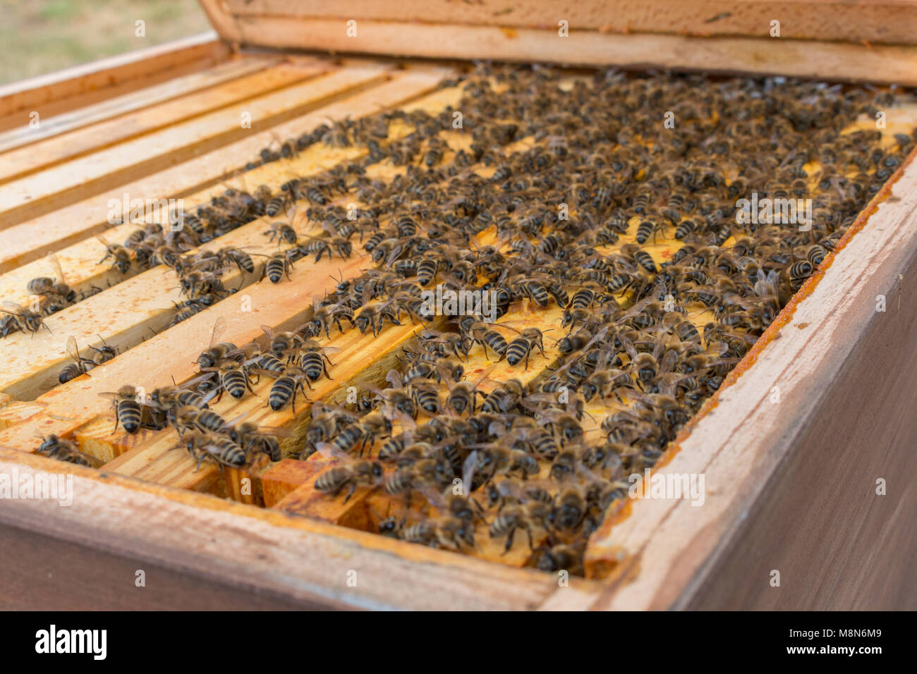 Beehive field hi-res stock photography and images - Alamy