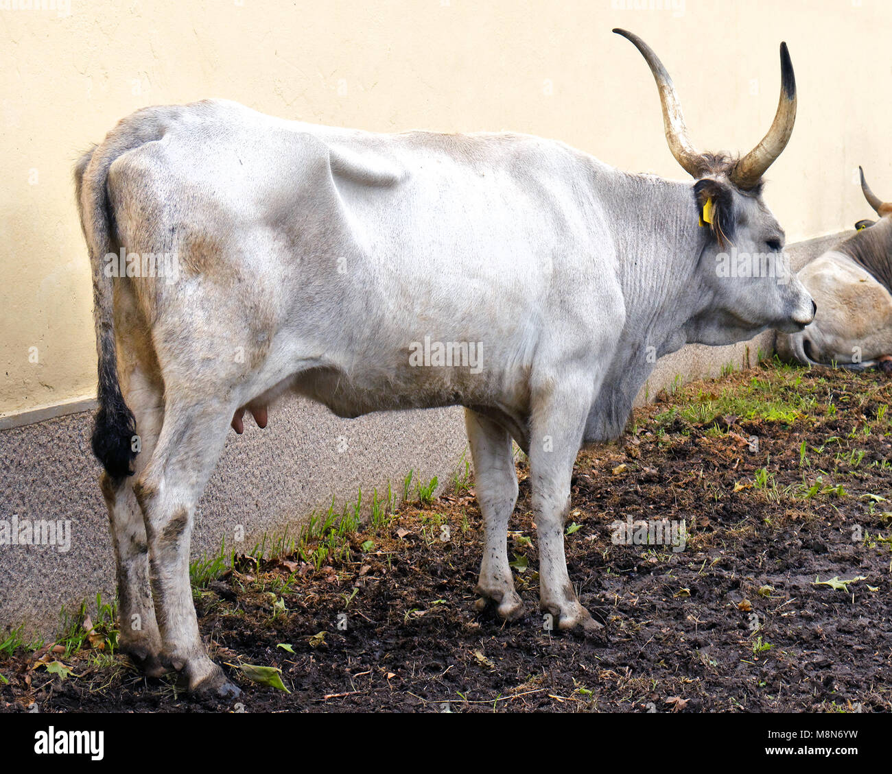 The White Park is a rare breed of small cattle breed primarily residing ...