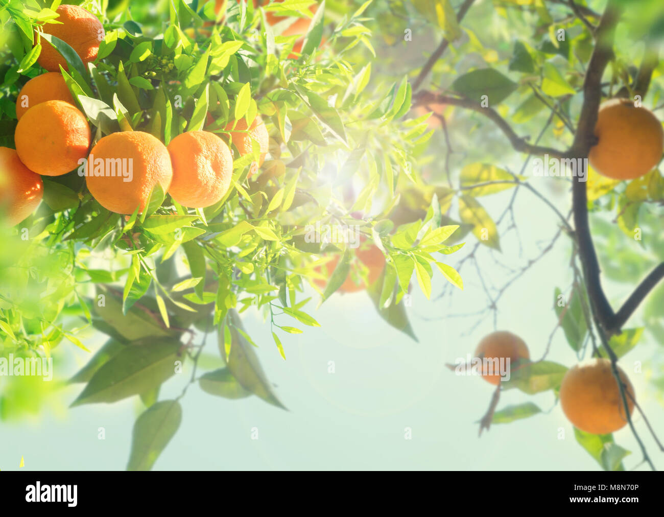 Garden with orange tree branches over blue sky Stock Photo - Alamy