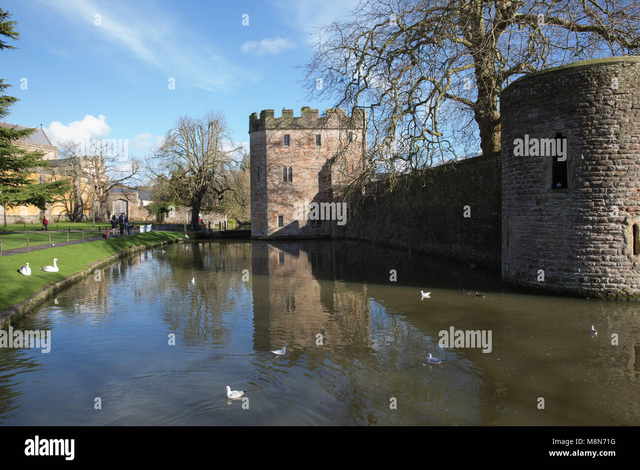 Wells Somerset uk moat around the Bishop's Palace with swans Stock ...