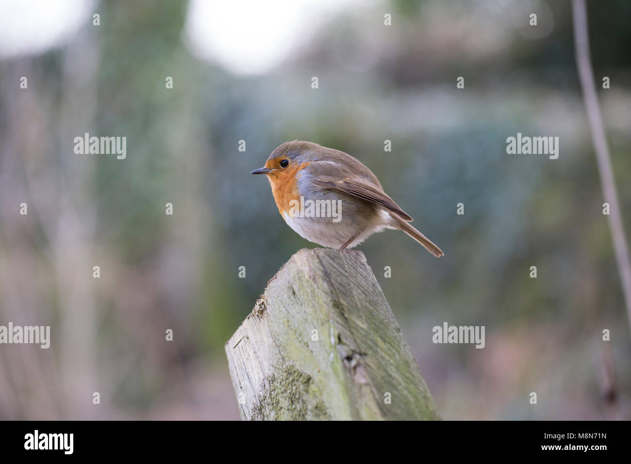 A robin, Erithacus rubecula, waiting by a log pile for worms as wood is ...