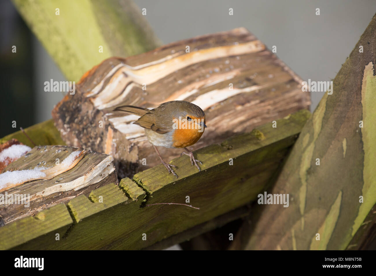 A robin, Erithacus rubecula, waiting by a log pile for worms as wood is ...