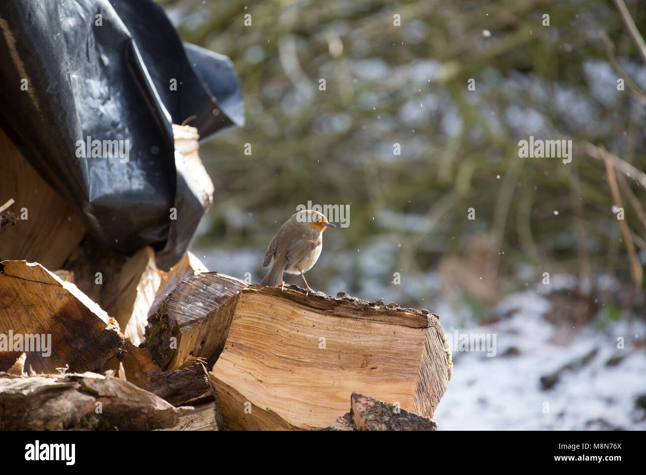 A robin, erithacus rubecula, waiting by a log pile for worms as wood is ...