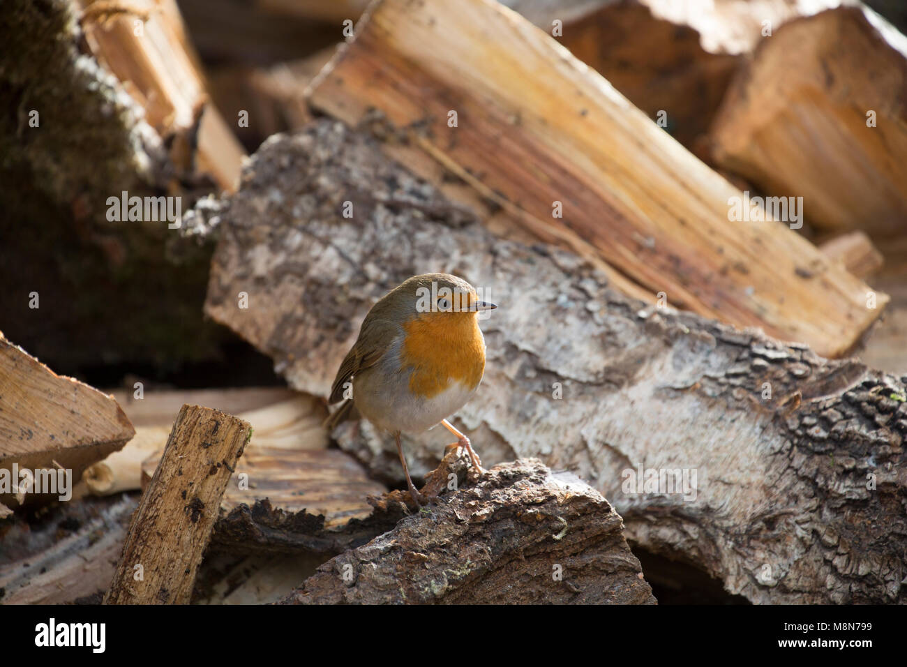 A robin, Erithacus rubecula, waiting by a log pile for worms as wood is ...