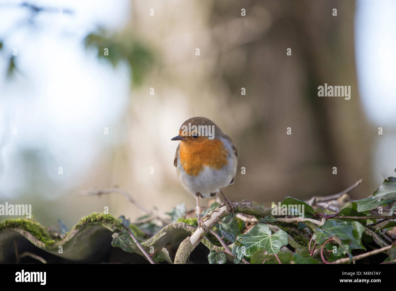 A robin, Erithacus rubecula, waiting by a log pile for worms as wood is ...