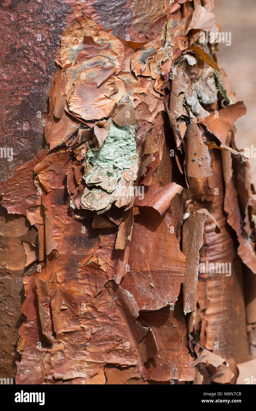 Chinese paperbark maple hi-res stock photography and images - Alamy