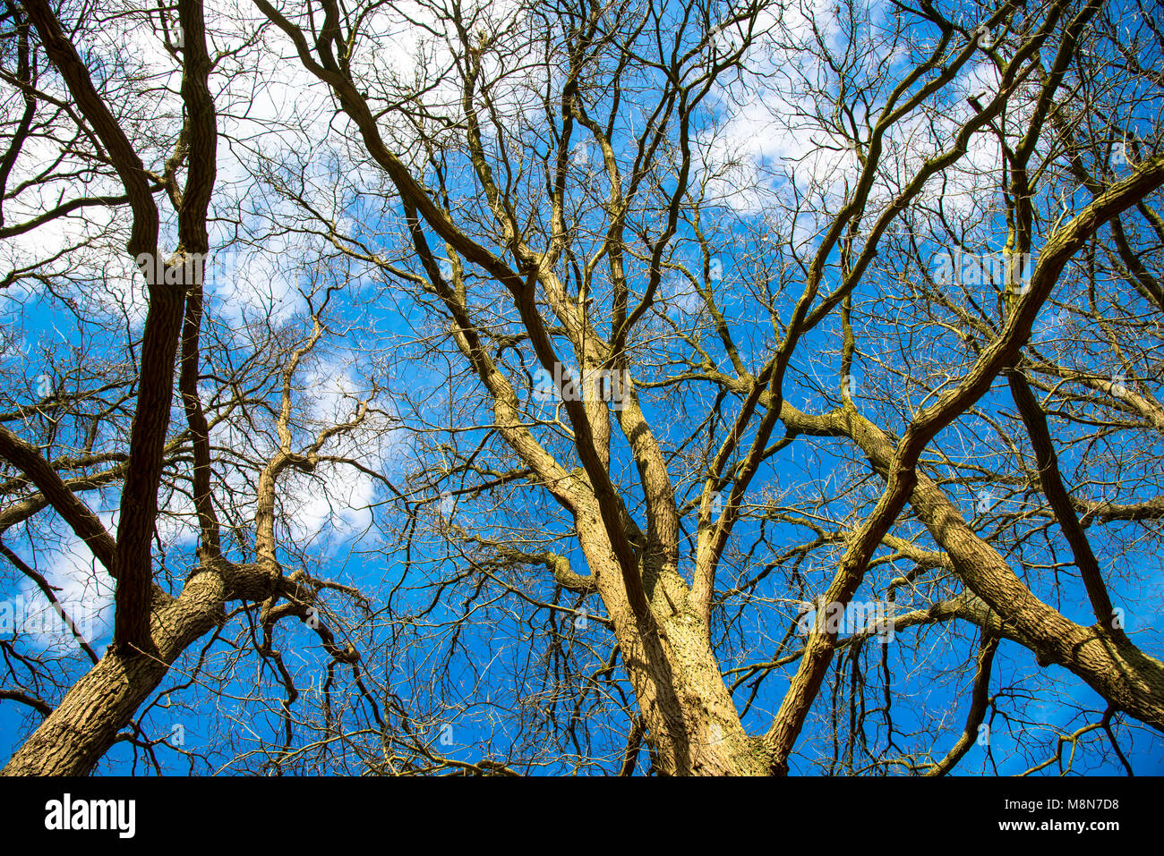 Tree no leaves hi-res stock photography and images - Alamy