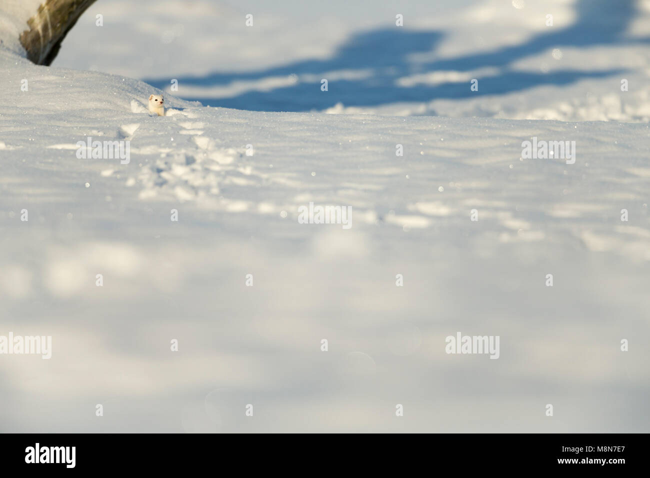 Weasel tracks hi-res stock photography and images - Alamy