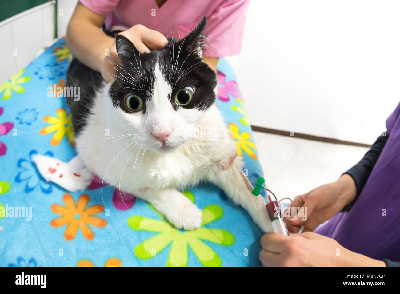 Veterinarian females with cannula needle injection in vet studio. Cat ...