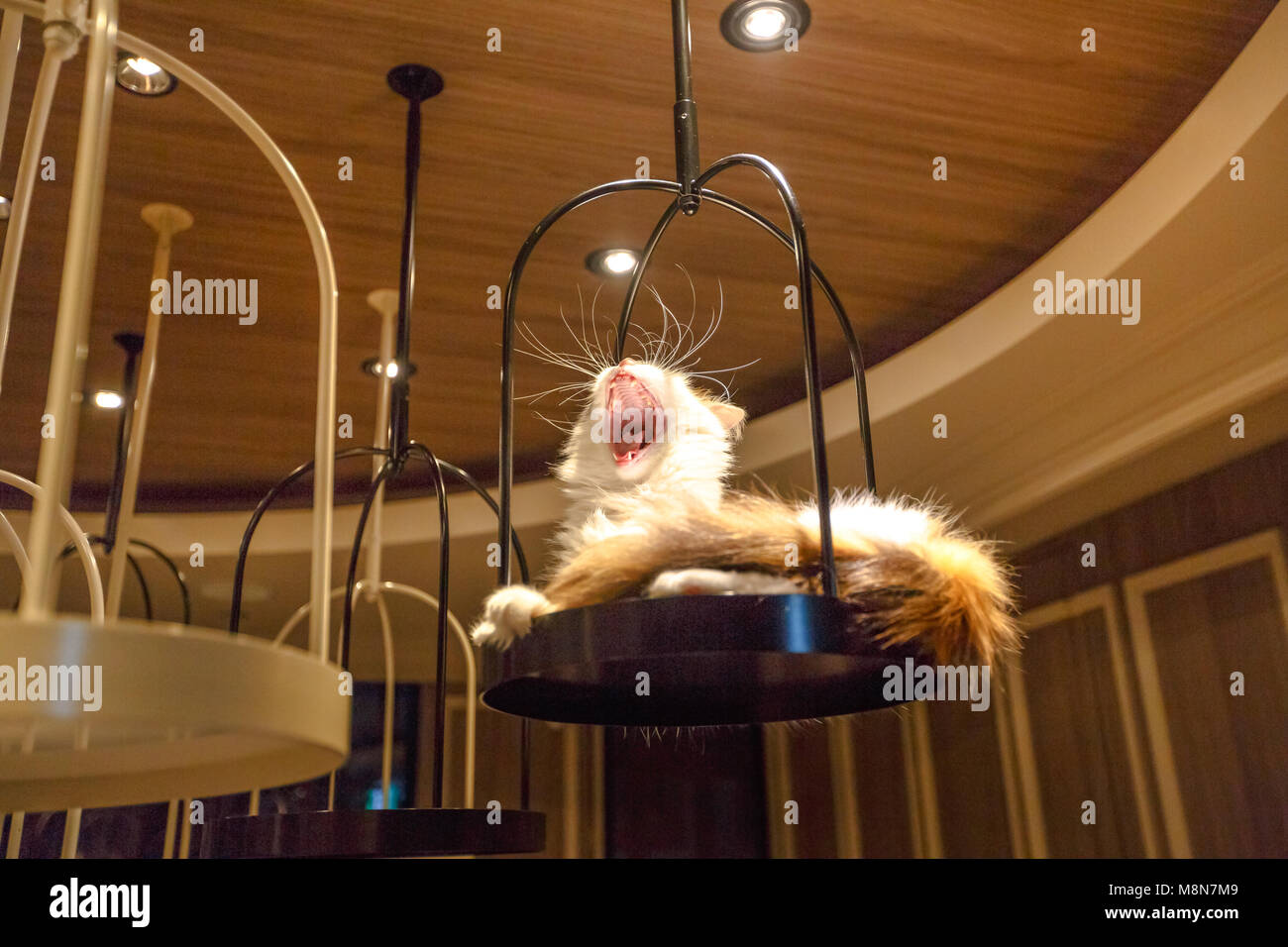 Angora cat hi-res stock photography and images - Alamy