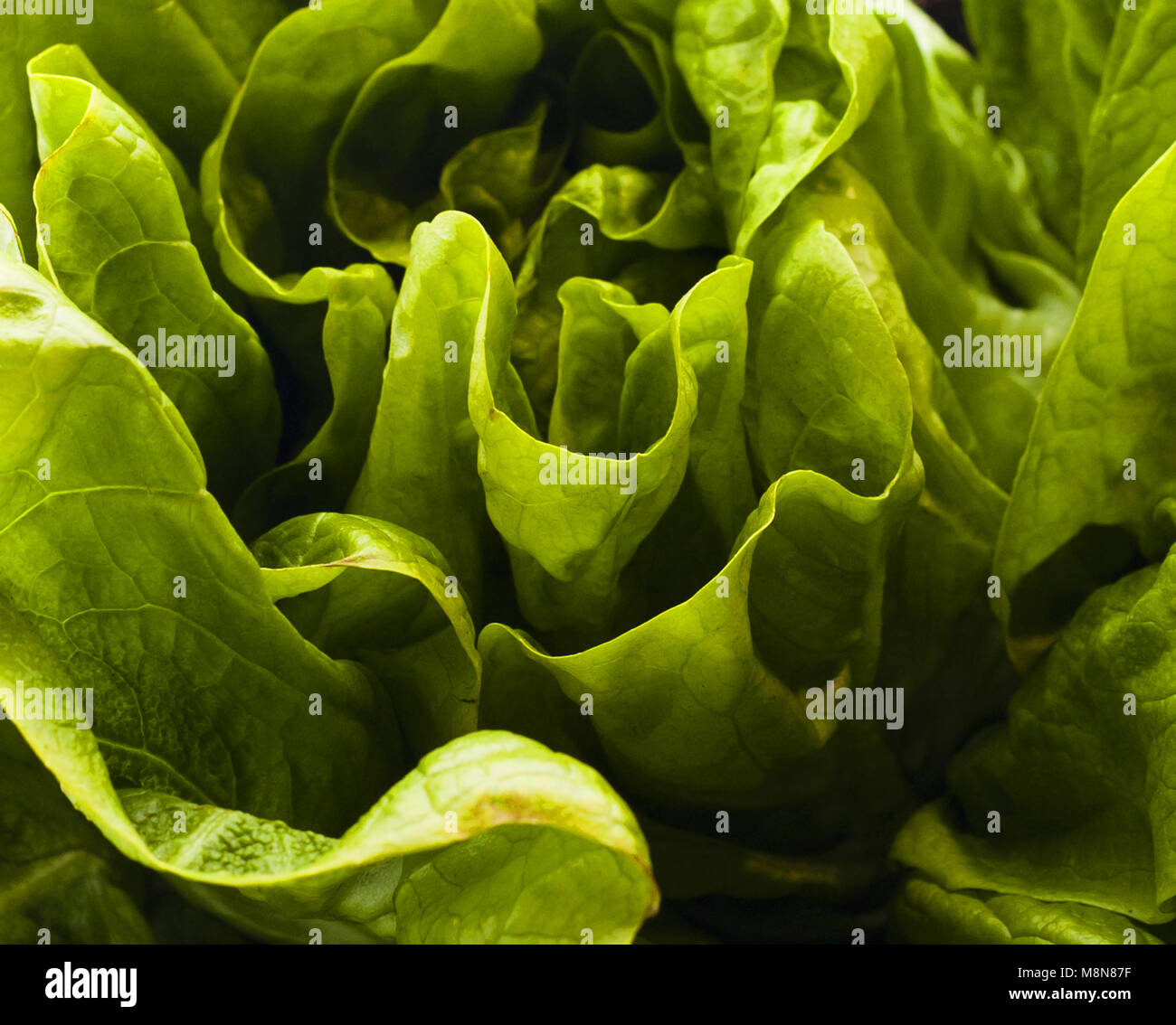 Leafy lettuce hi-res stock photography and images - Alamy