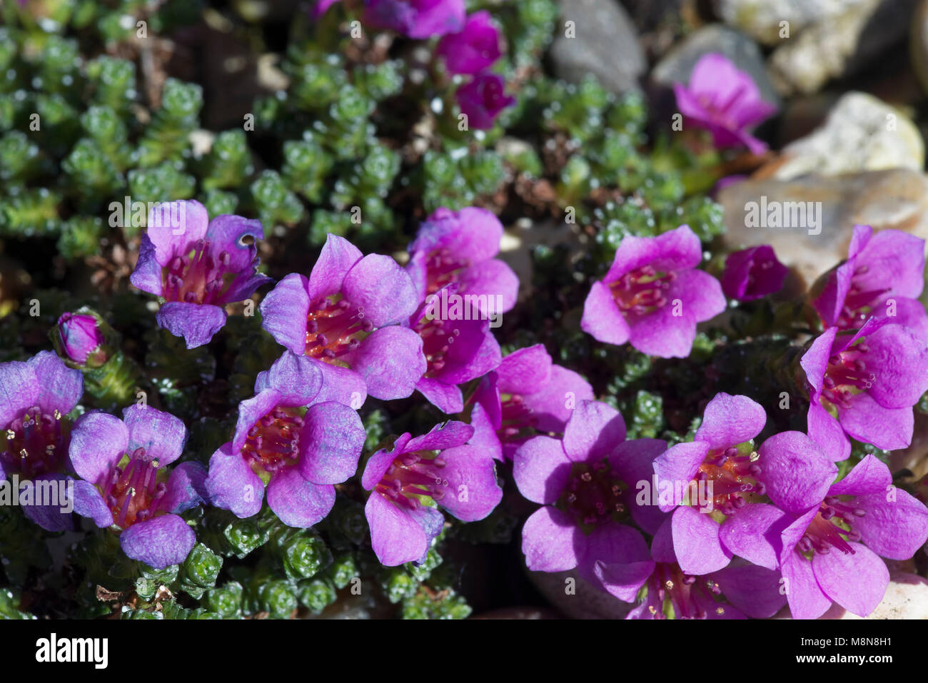 Purple Saxifrage (Saxifraga oppositifolia), plant with flowers, early ...