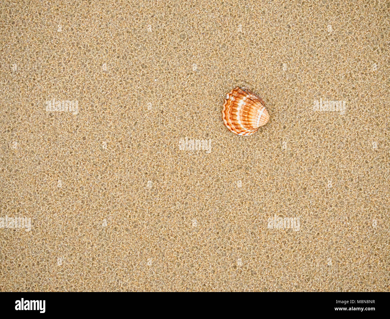 Wet sand with a seashell background Stock Photo - Alamy