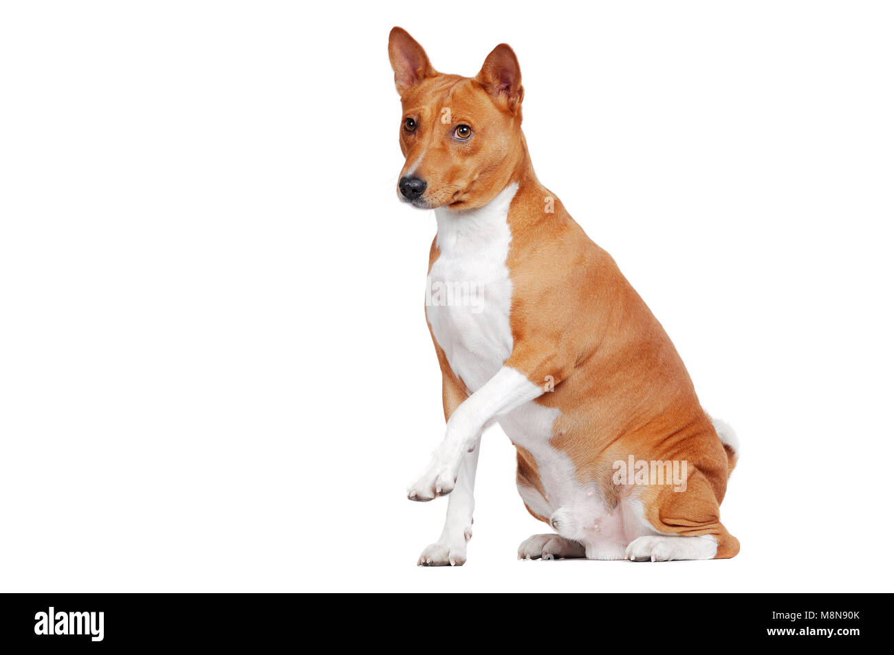 Dog With Tail Raised High Resolution Stock Photography and Images - Alamy