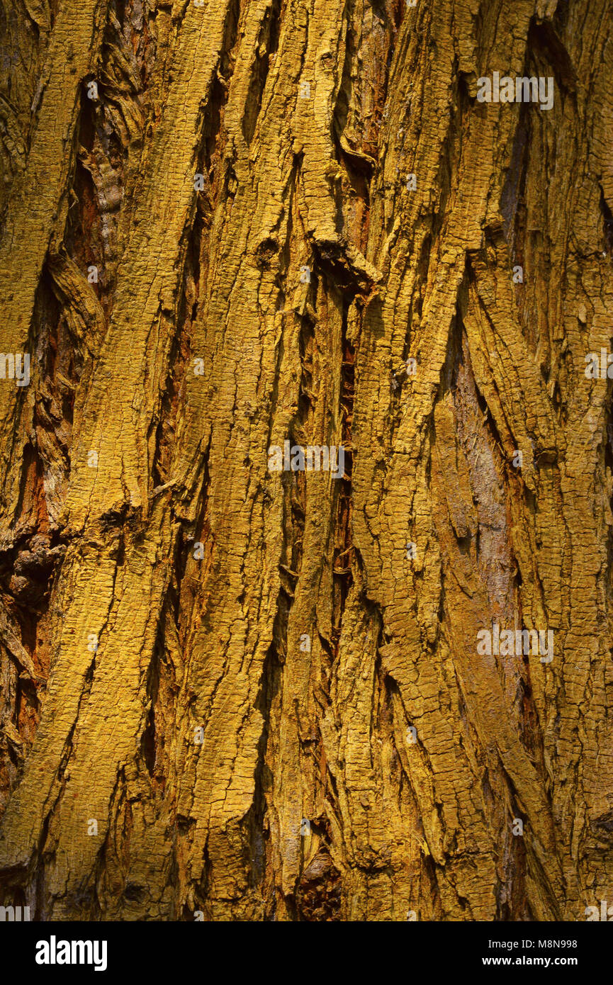 Beach tree vector hi-res stock photography and images - Alamy