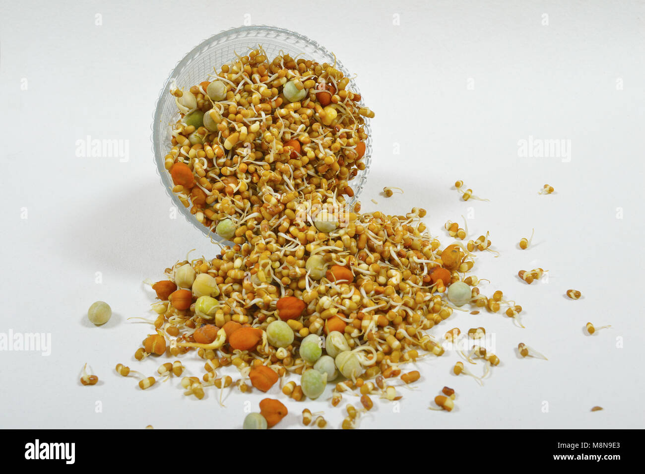 Sprouted mung beans hi-res stock photography and images - Alamy