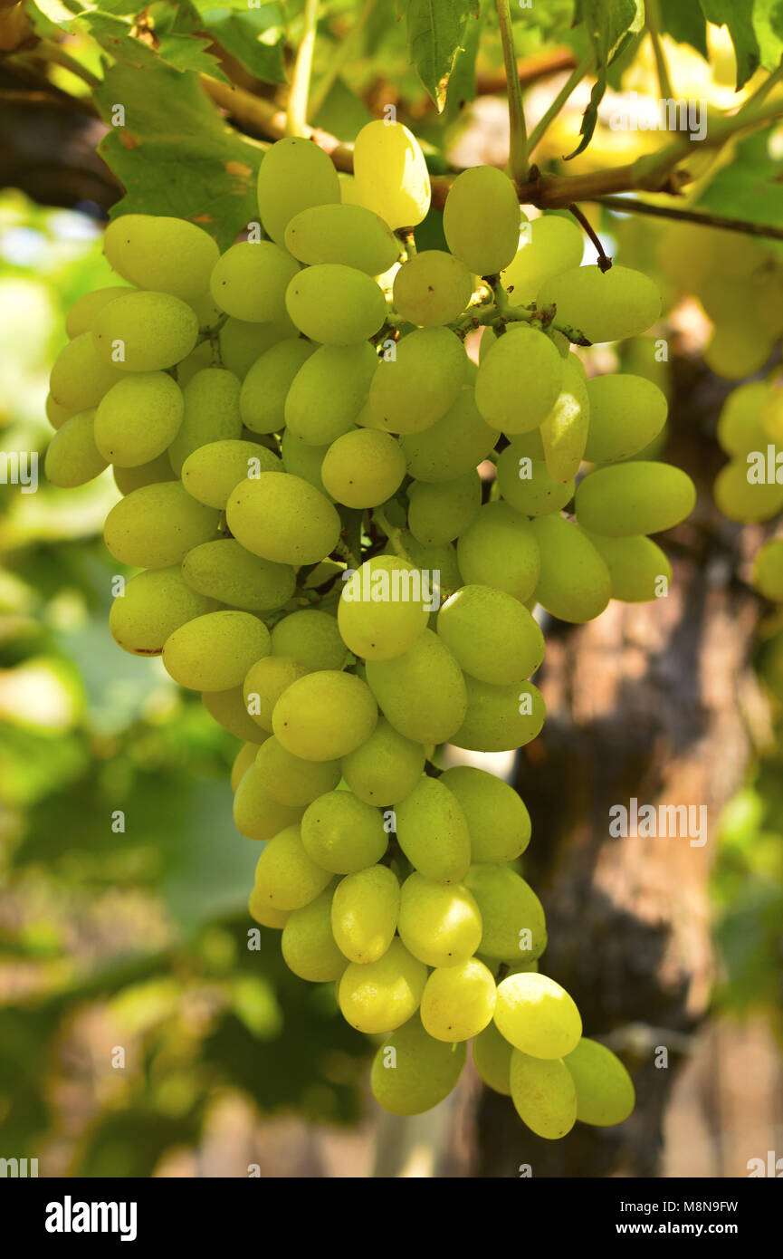 Sangli hi-res stock photography and images - Alamy