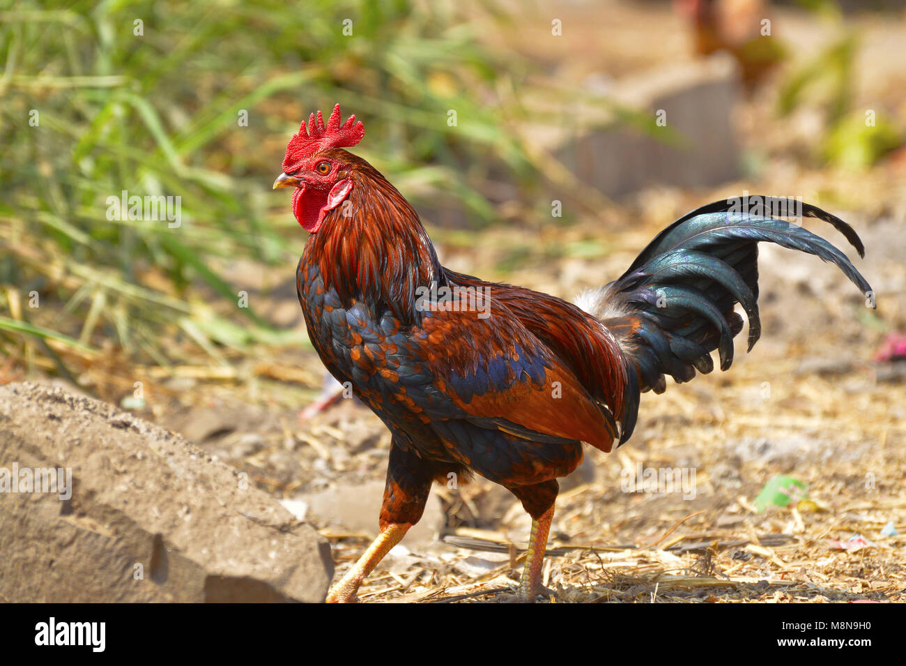 Indian Rooster near Sangli, Maharashtra, India Stock Photo - Alamy