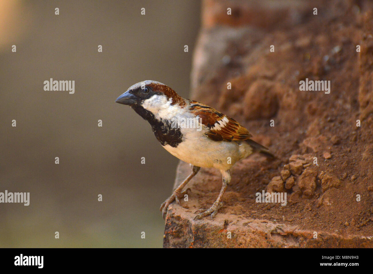 Sparrow india hi-res stock photography and images - Alamy