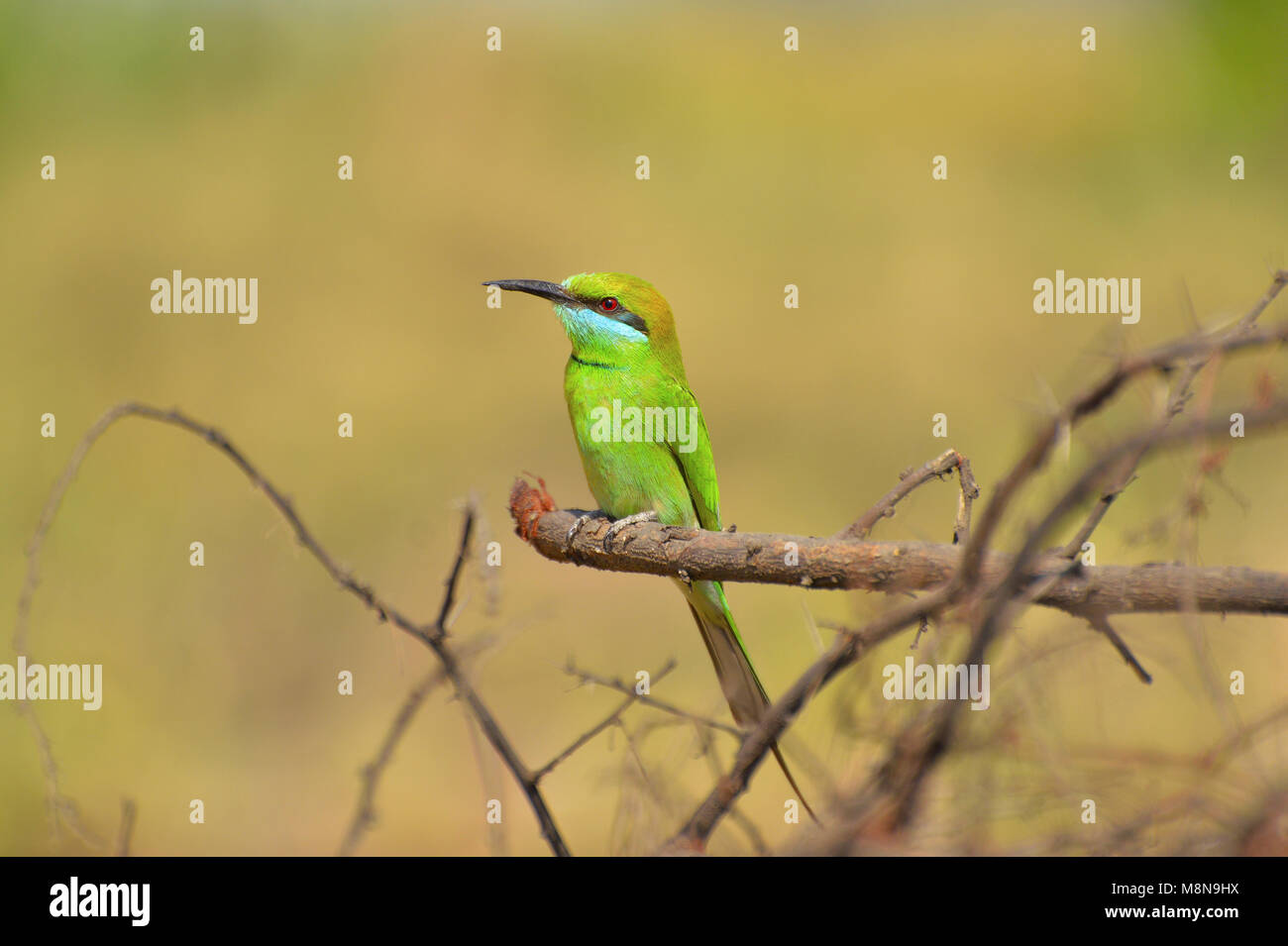 Merops orientalison hi-res stock photography and images - Alamy