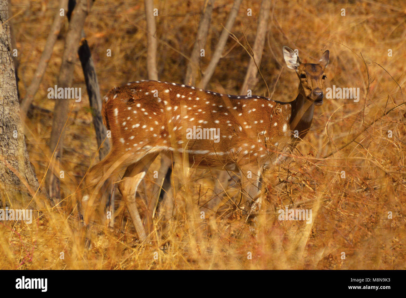 Sagareshwar wildlife sanctuary hi-res stock photography and images - Alamy