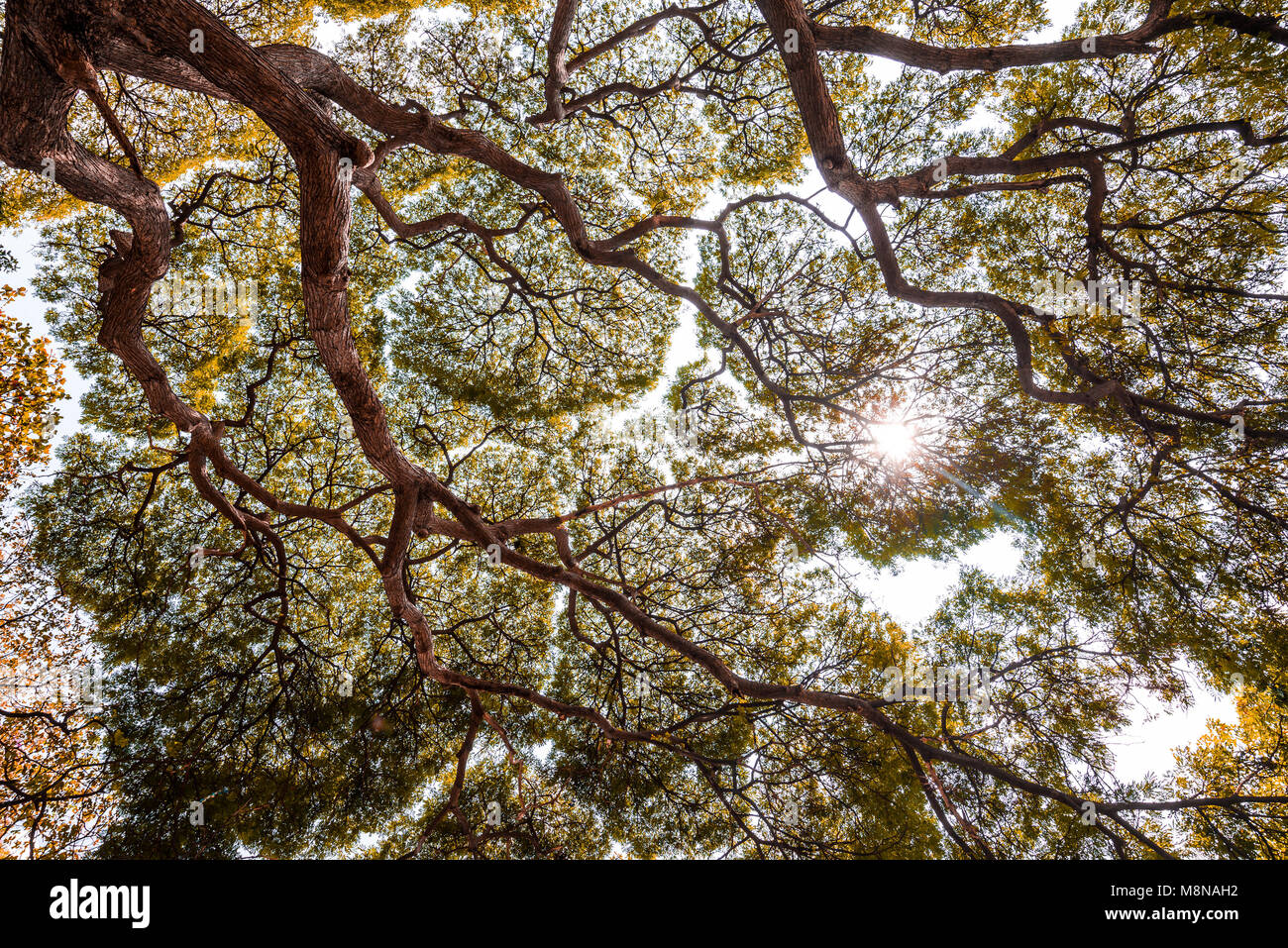 Large Samanea saman tree with branch Stock Photo - Alamy