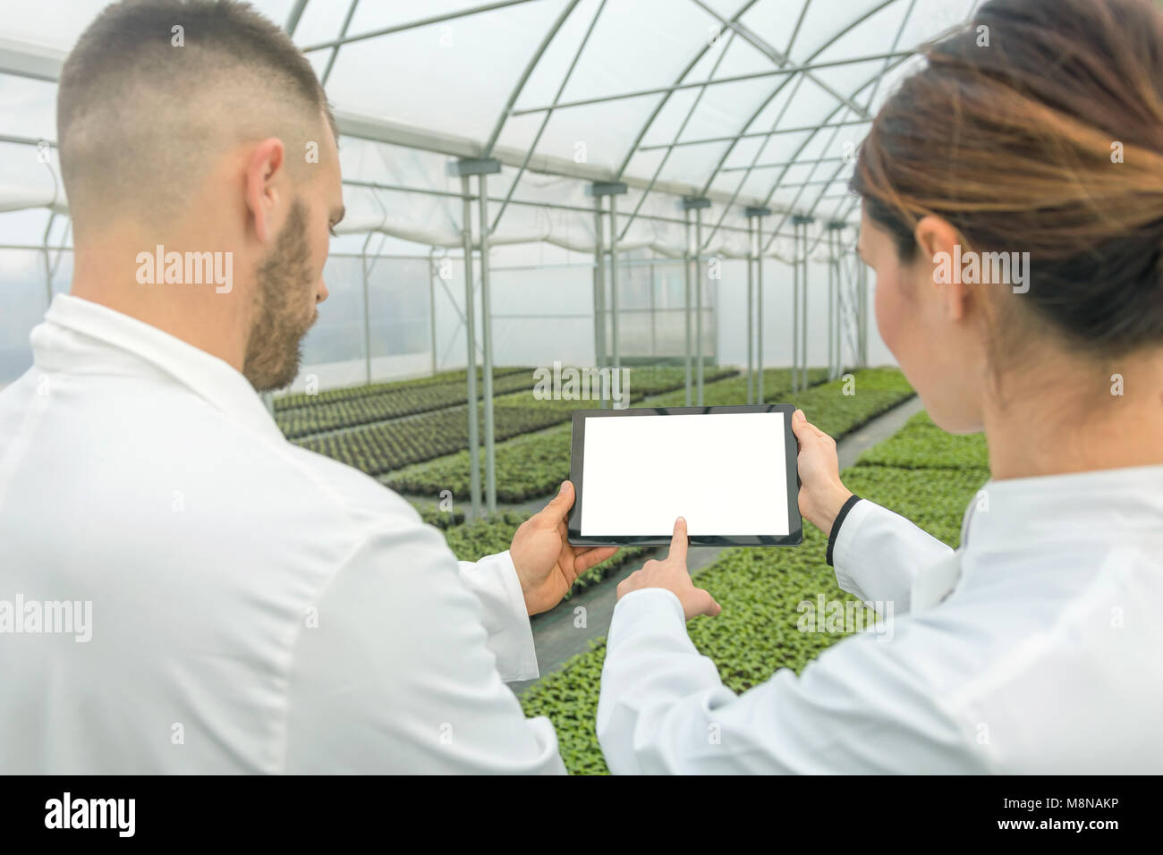 White screen Tablet greenhouse. Agricultural Engineers using tablet ...