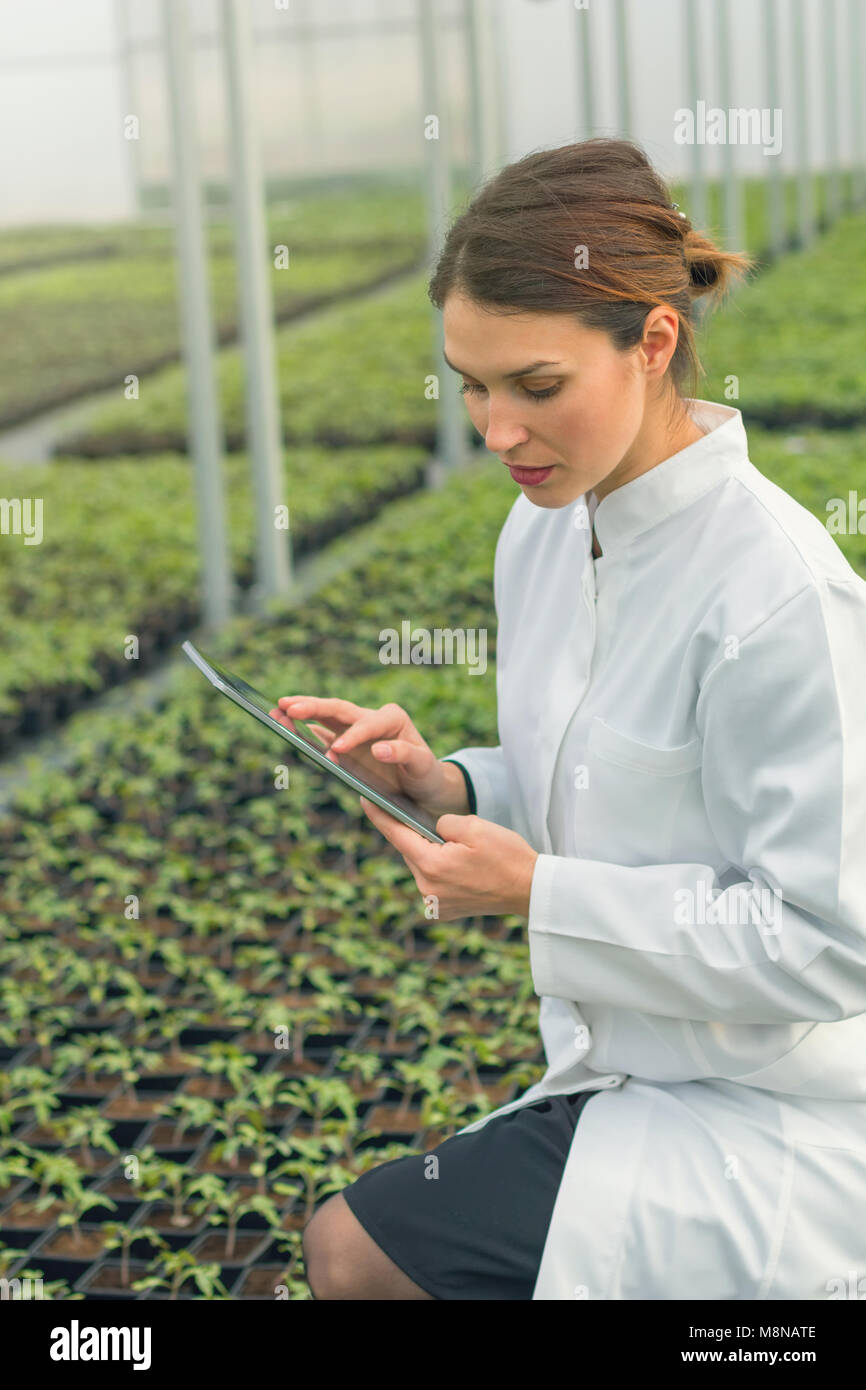 Greenhouse Seedlings Growth. Female Agricultural Engineer using tablet ...