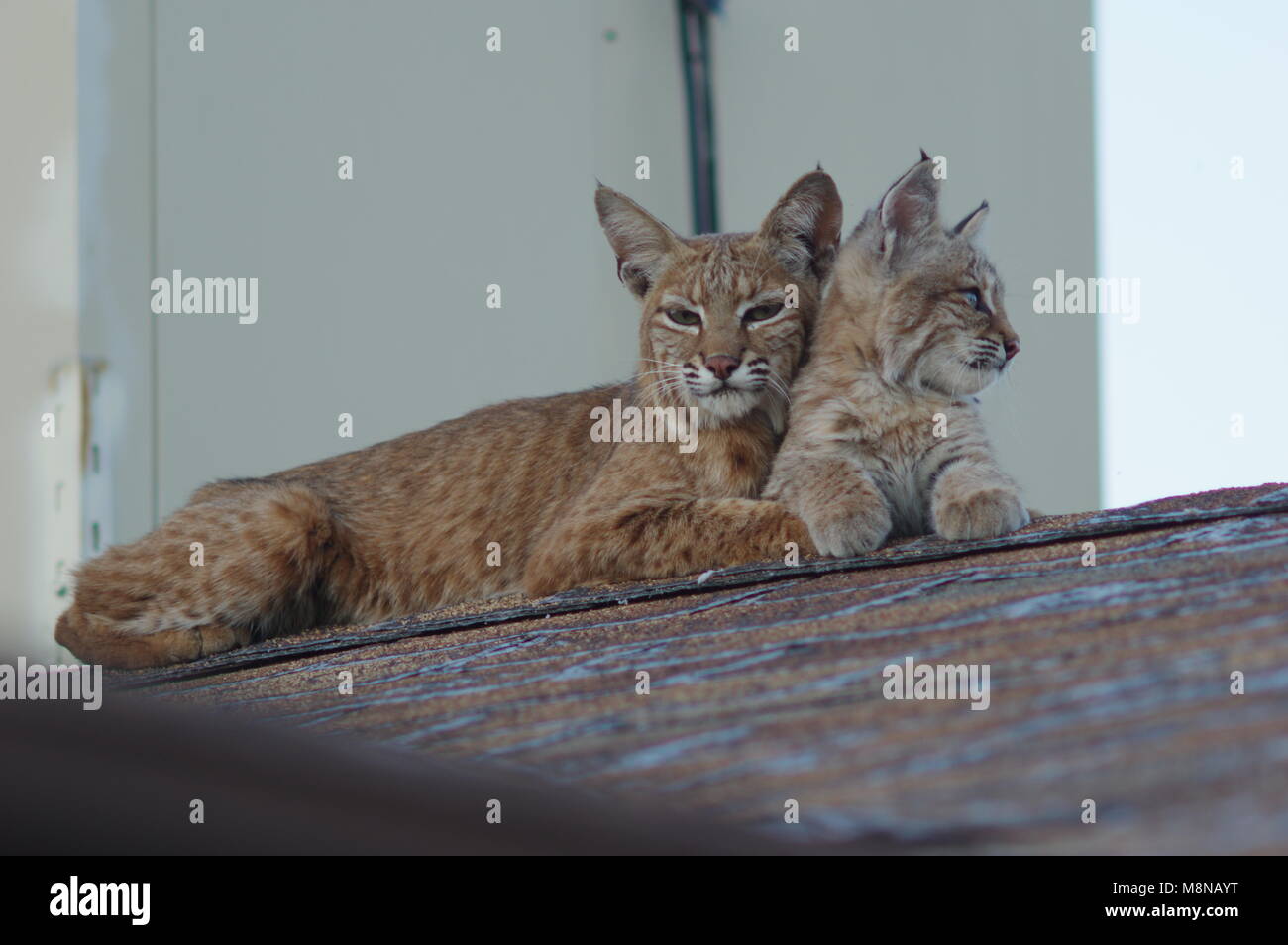 Happy Bobcats on a roof Stock Photo - Alamy