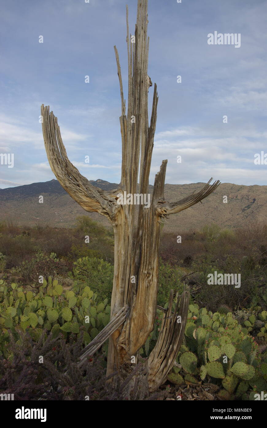 Saguaro cactus skeleton hi-res stock photography and images - Alamy