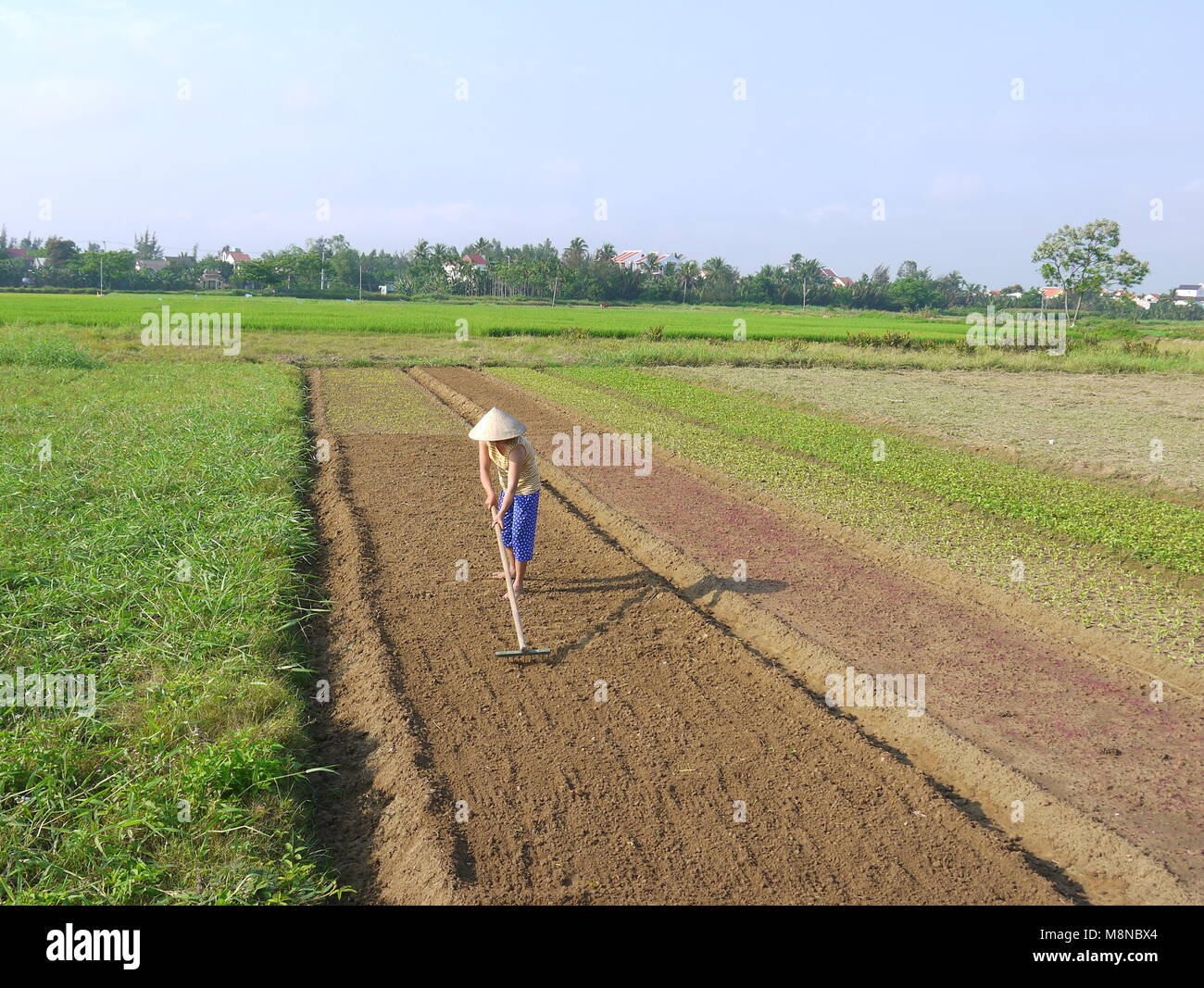 Unidentified woman raking preparing the soil on vegetable field early ...