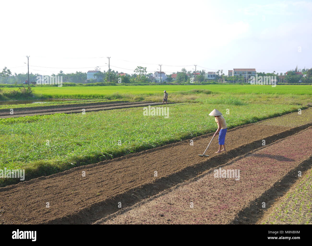 Farmer raking grass hi-res stock photography and images - Alamy