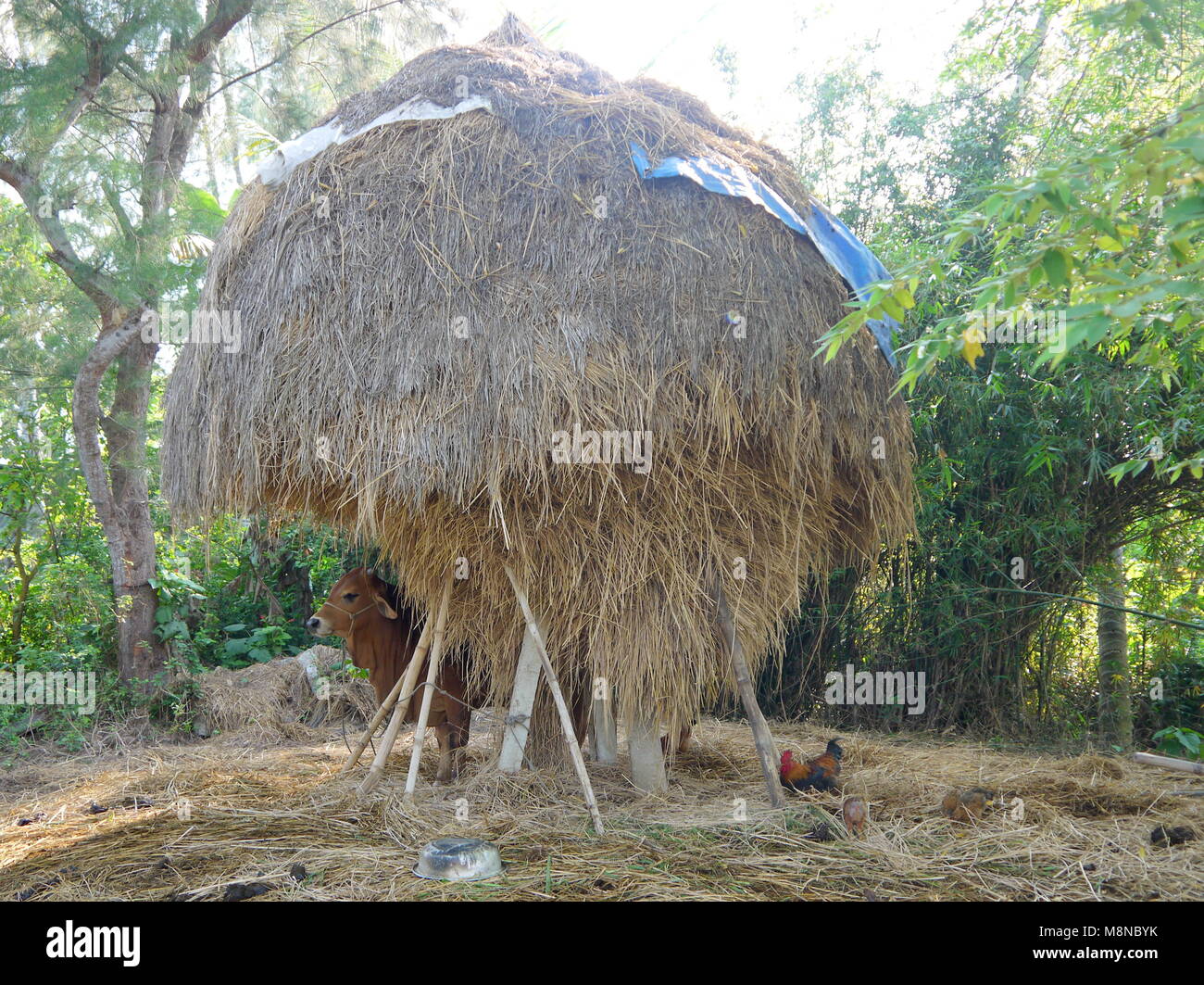 Chicken Under Tree High Resolution Stock Photography and Images - Alamy
