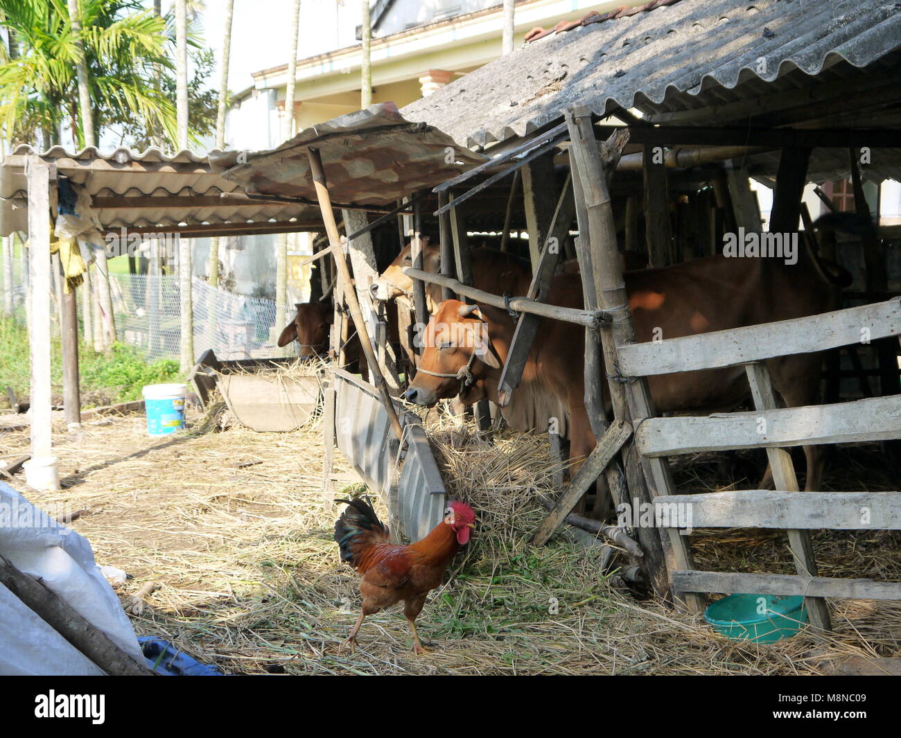 Cows and chicken in little barn in the countryside part of Hoi An ...