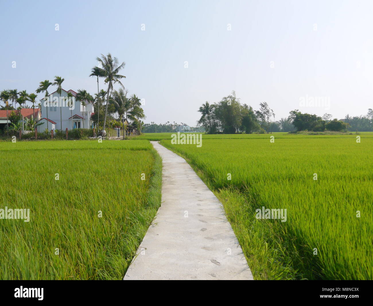 Narrow road between beautiful green rice fields in the countryside part ...