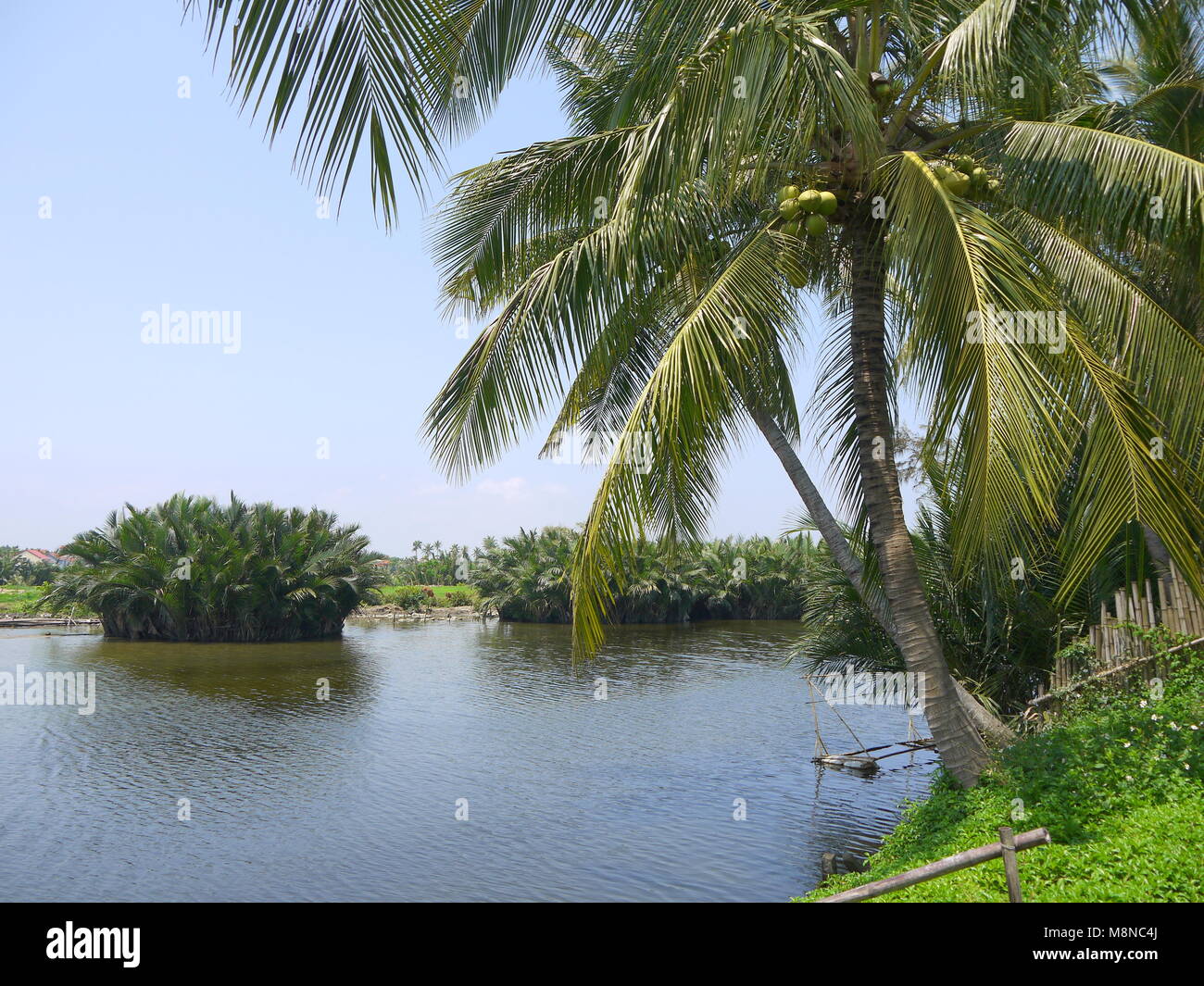 Beautiful coconut tree hi-res stock photography and images - Alamy