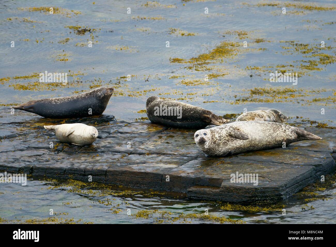 British grey seals hi-res stock photography and images - Alamy