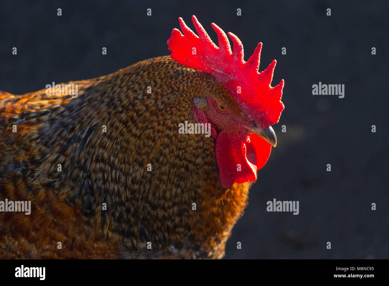 Rooster on a black background Stock Photo - Alamy