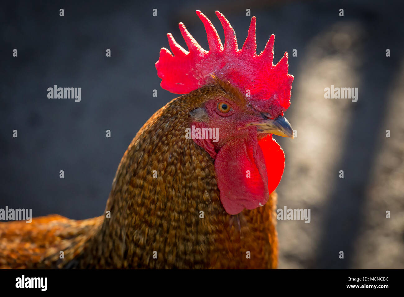 Rooster on a black background Stock Photo - Alamy