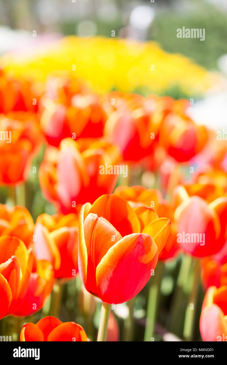 Orange color Tulips Bloom in Spring in garden Stock Photo - Alamy