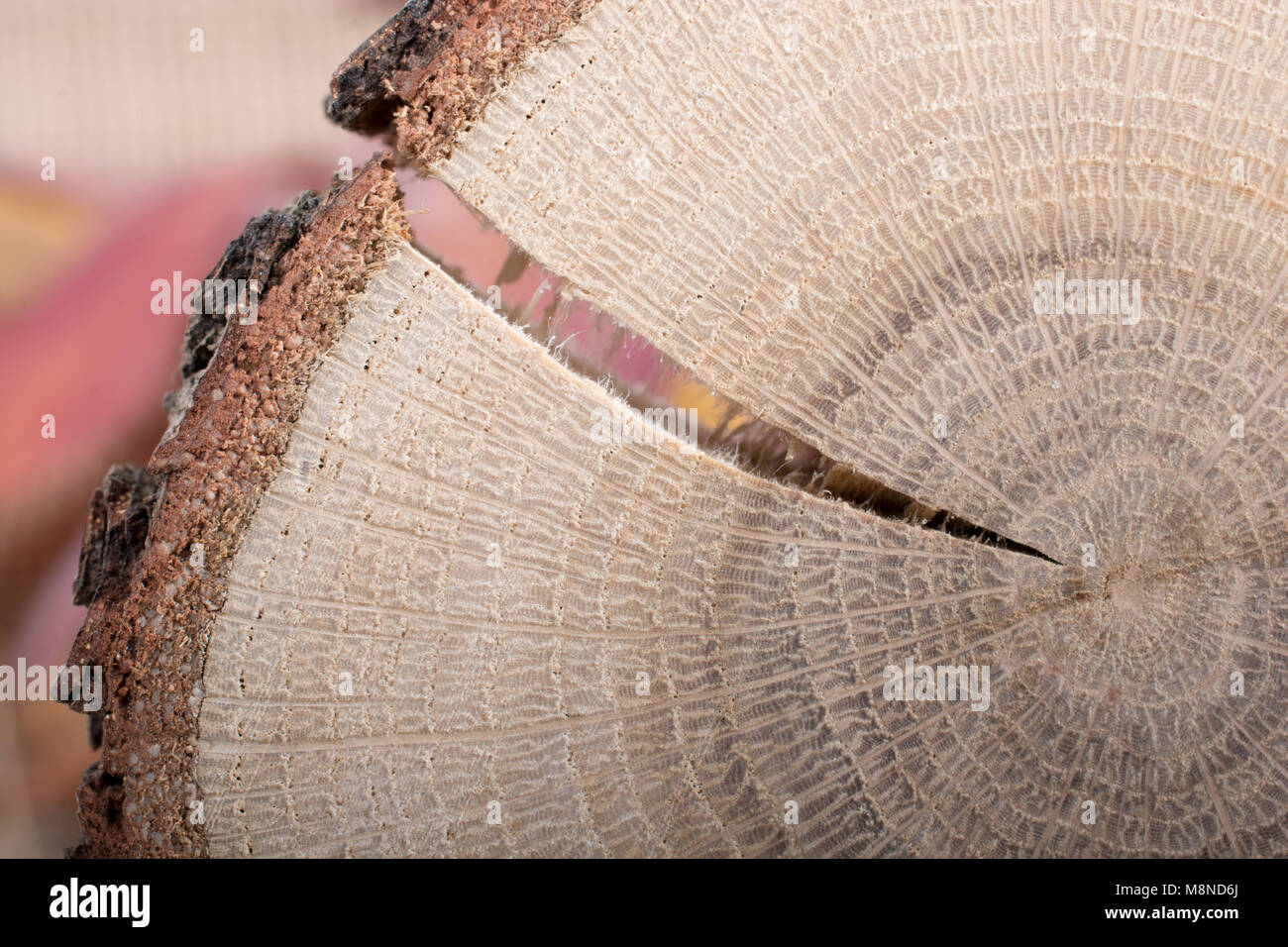 Piece of cut wood log texture as background Stock Photo - Alamy