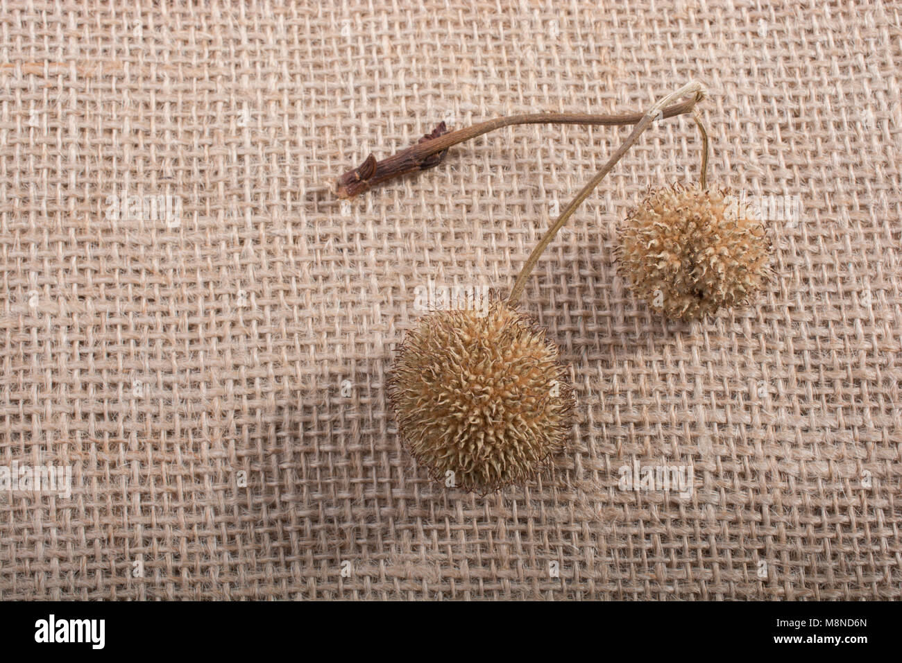 Pod, cone or capsule on a background Stock Photo - Alamy