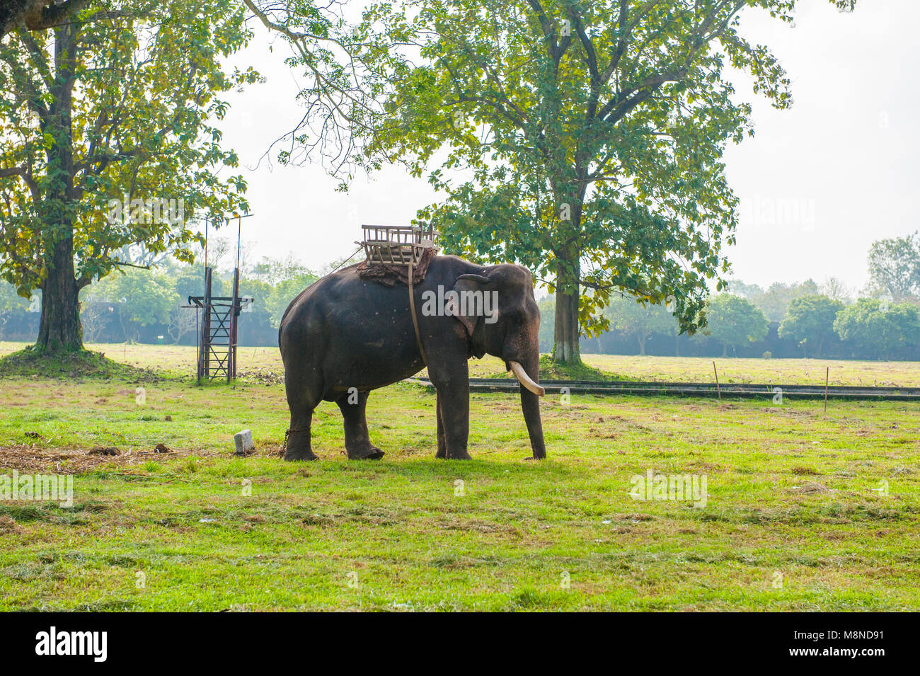 Imperial city of Hue. Elephant (Elephas maximus) standing over grass ...