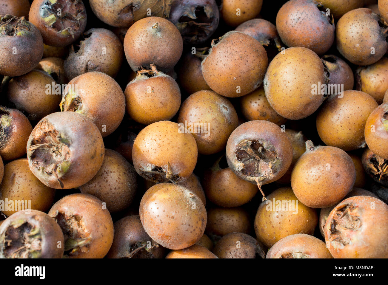Freshly picked up ripe medlar fruit species mespilus germanica Stock ...