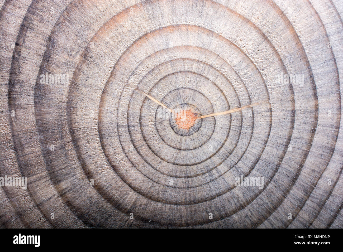 Wood Log cut in round thin pieces in view Stock Photo - Alamy