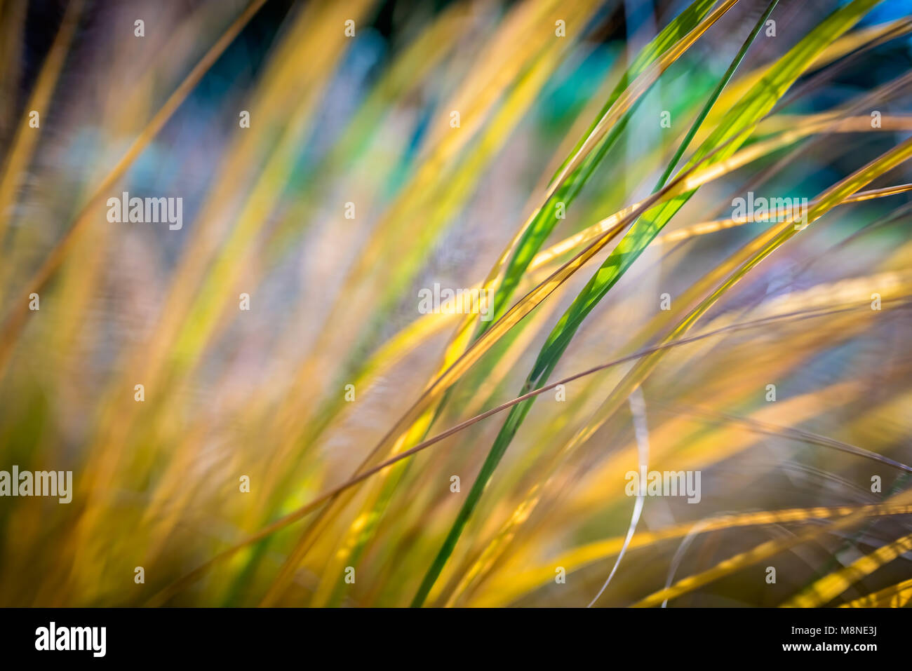Backdrop closeup details of spring yellow grass in the park Stock Photo ...