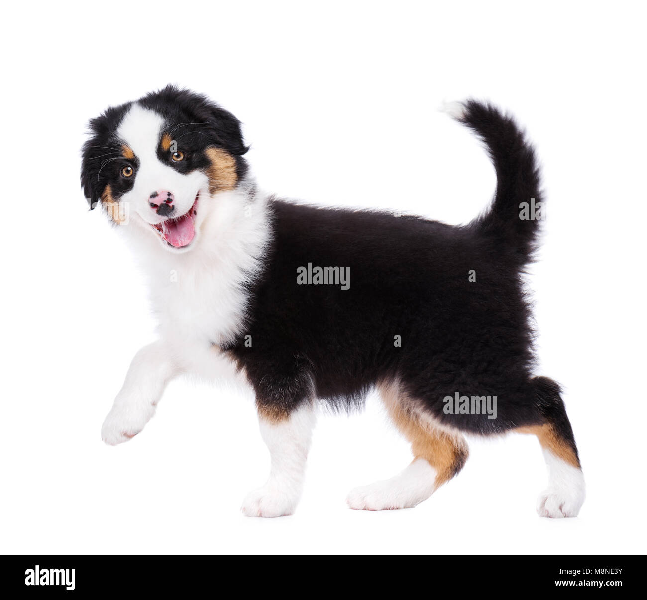 Black tri aussie Cut Out Stock Images & Pictures - Alamy