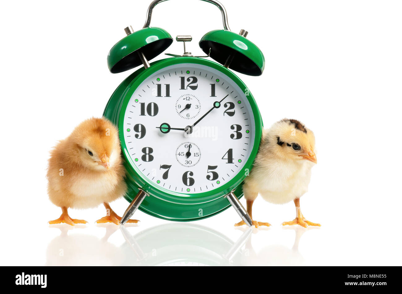 Cute little chickens with alarm clock isolated on white background ...