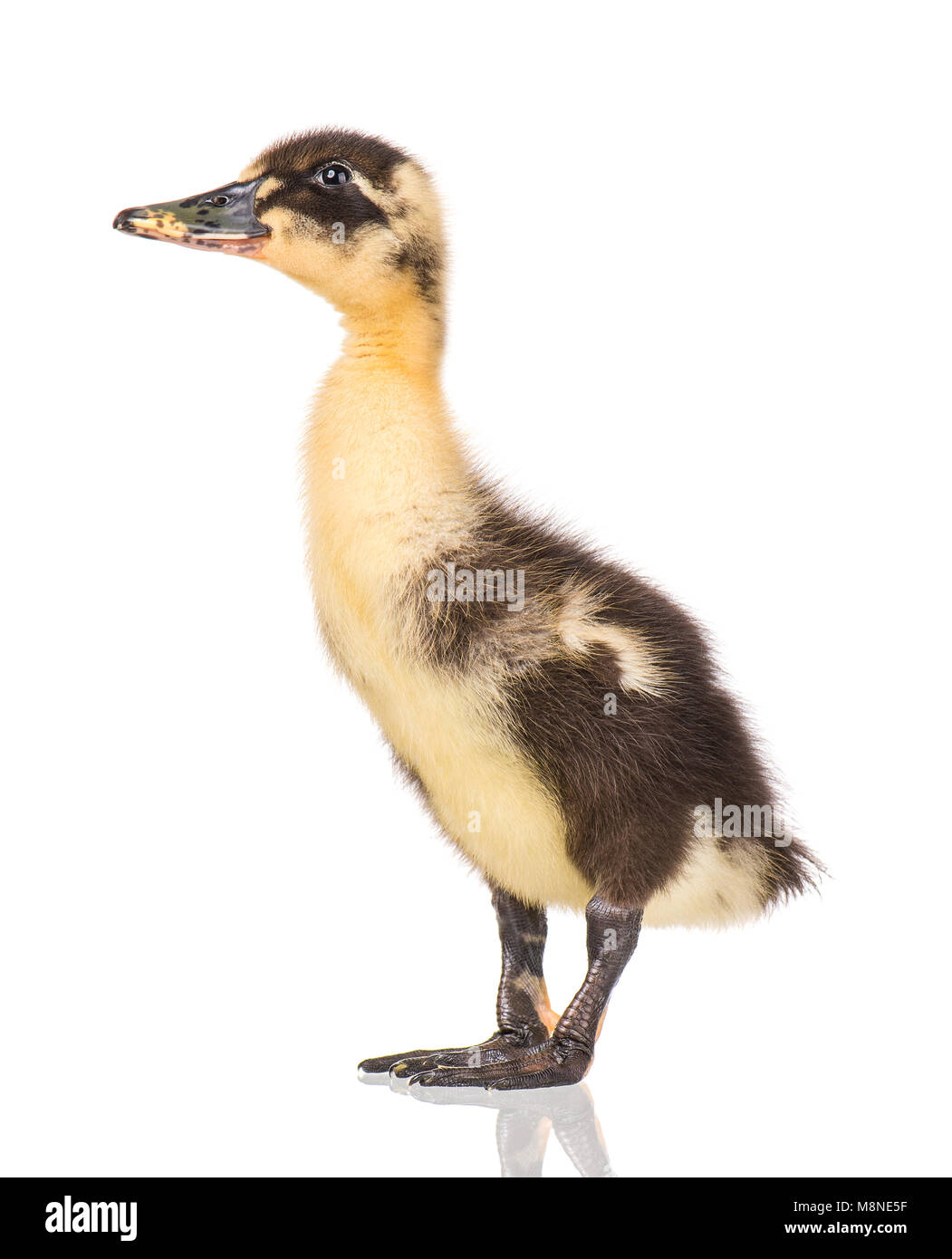 Full Grown Yellow Duck